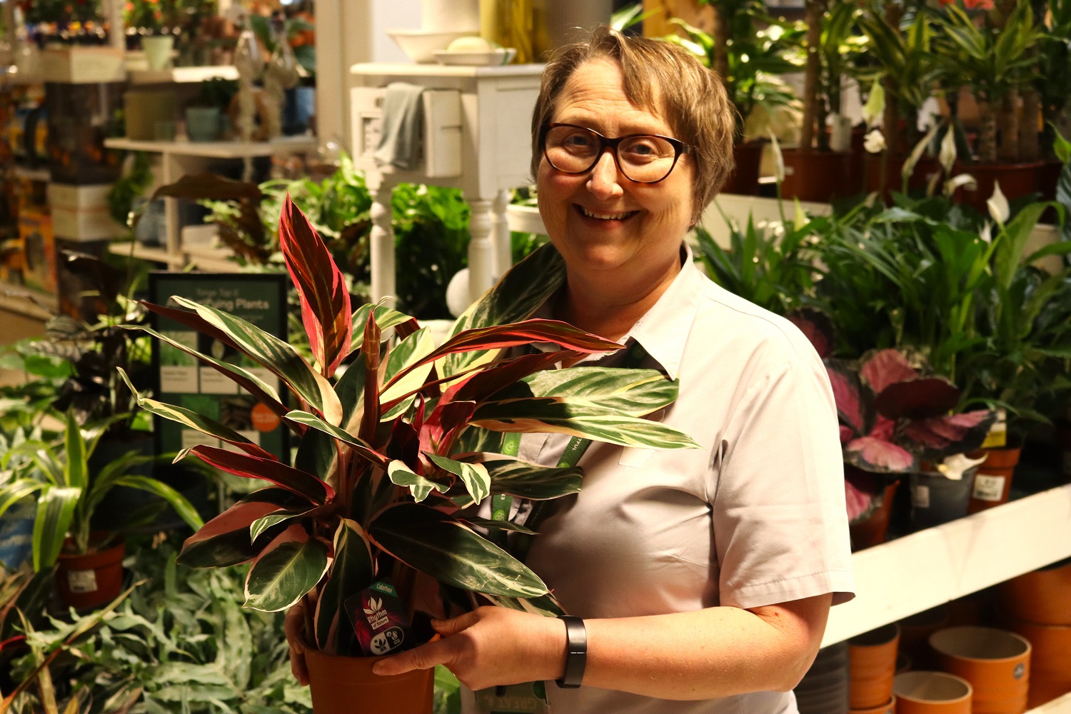 Houseplants - Bingley Garden Centre