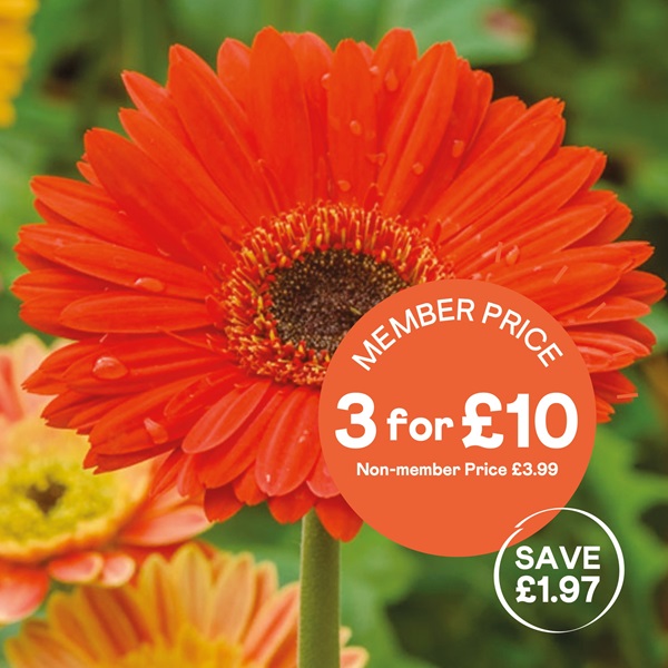 Bingley Garden Centre - Formerly Stephen H Smith's